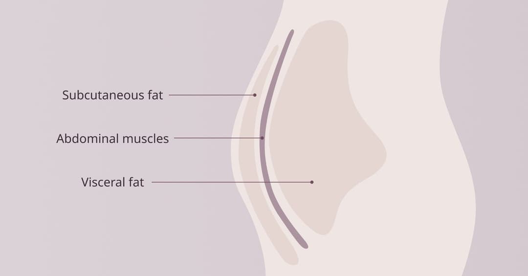 What Is Visceral Fat | How To Reduce Visceral Fat | myBMI