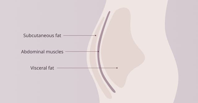 What Is Visceral Fat | How To Reduce Visceral Fat | myBMI