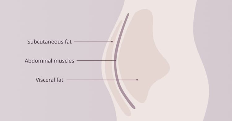 What Is Visceral Fat | How To Reduce Visceral Fat | myBMI