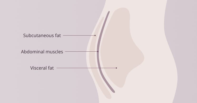 What Is Visceral Fat | How To Reduce Visceral Fat | myBMI